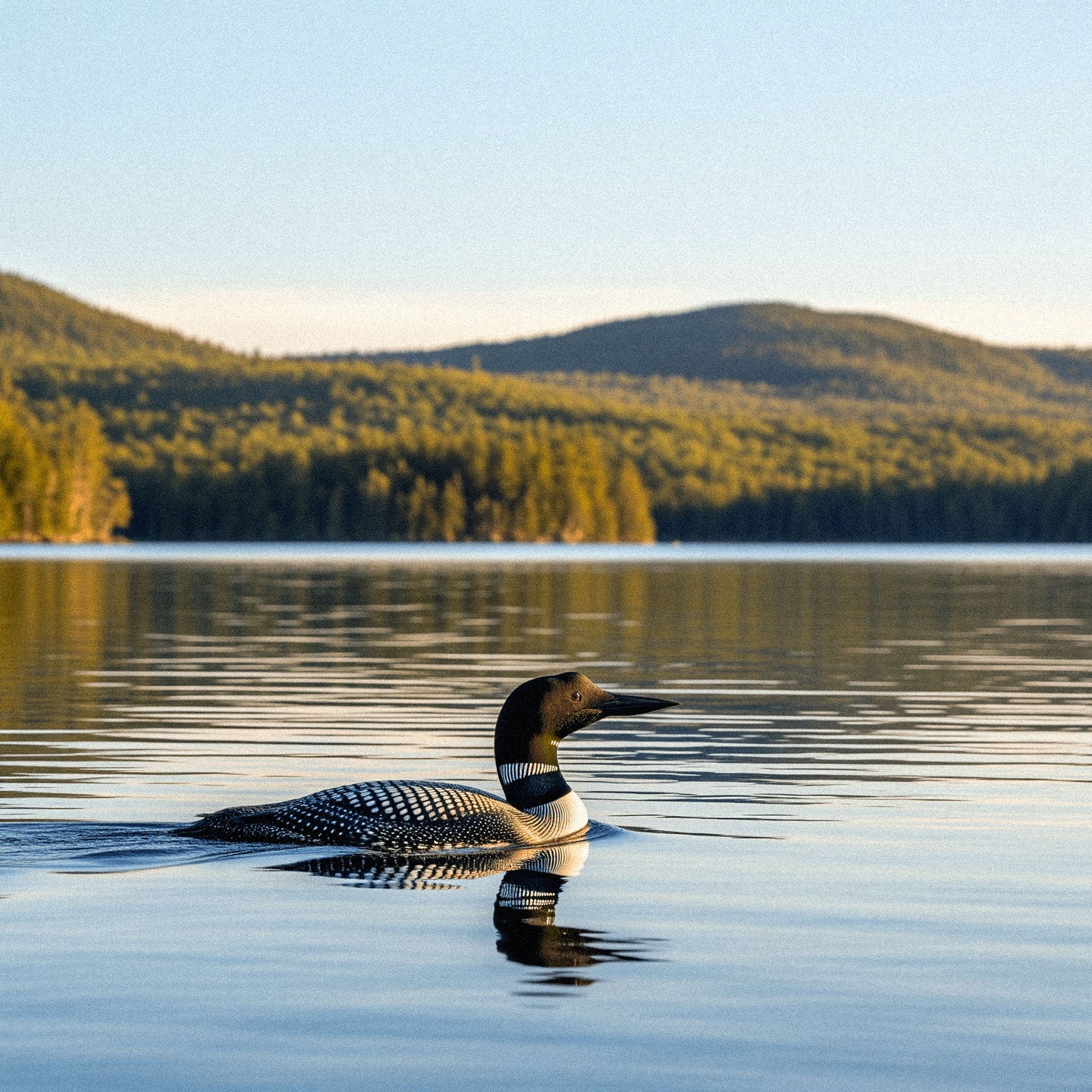 About Loonen | Our Story and the Team Behind the Water
